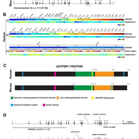 Genomic Structure Organisation Expression And Intronexon