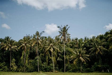 Sara And Rizal Setia Darma House Ubud Sweet Summer Bali