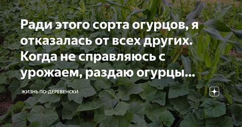 Ради этого сорта огурцов, я отказалась от всех других. Когда не ...