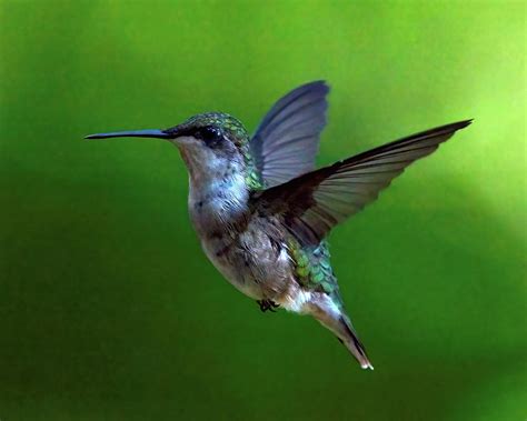 Hummingbird Hovers Photograph By Flinn Hackett Pixels