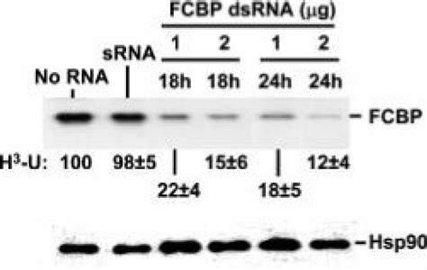 Rna Interference Phenotype Of Tgfcbp57 Knockdown Download Scientific Diagram