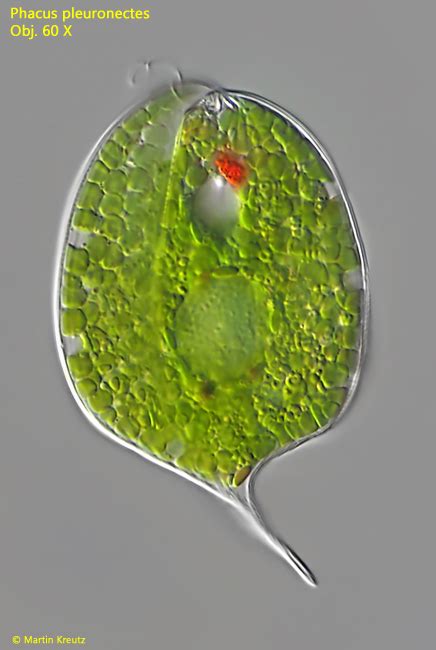 Phacus Pleuronectes Real Micro Life