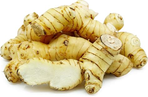 Galangal Root Information, Recipes and Facts