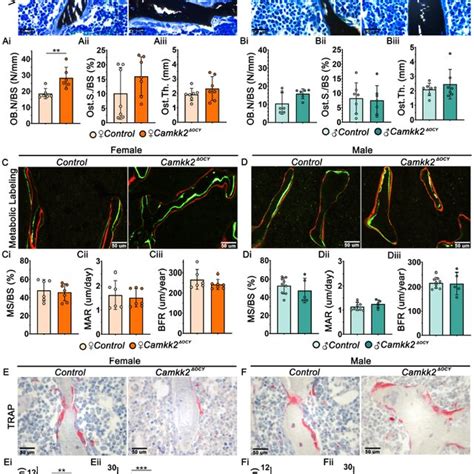 Altering Osteocyte Expression Of Camkk2 Suppresses Ocs Without