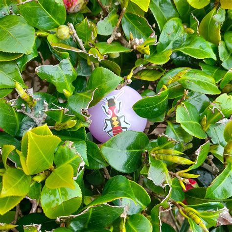 We Celebrated Easter Looking For Insects Life Beetles Azores