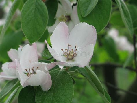 Flowering Quince Tree Stock Image Image Of Flowerets 176826239