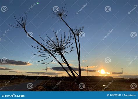 Dry Cow Parsnip Plant Against The Blue Sky Stock Image Image Of Noxious Beautiful 145203591