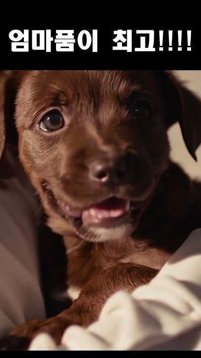 귀여운 강아지 웃는강아지ai강아지 Youtube