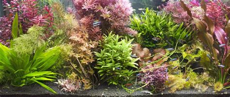 Photo Of Planted Tank Stock Image Image Of Tank Rotala 383339601