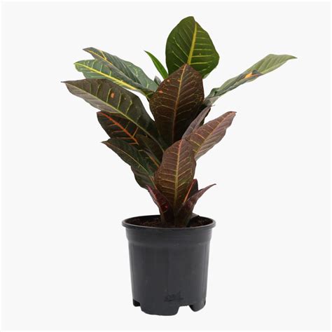 Kroton Bitkisi - Large (Kraton - Croton Petra)
