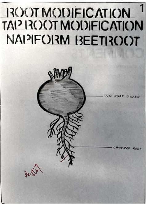SOLUTION Plustwo Botany Lab Record Morphology Root Modifications Studypool