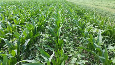 Chinese High Yield Intercropping Technology Completes Sowing Accelerating Pakistans Agriculture