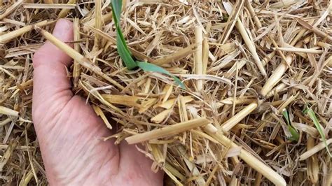 Strohdecke Nach Knapp 3 Wochen Youtube