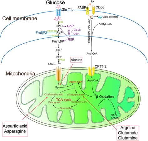糖尿病肾病中的线粒体代谢重编程 Cell Death And Disease X Mol