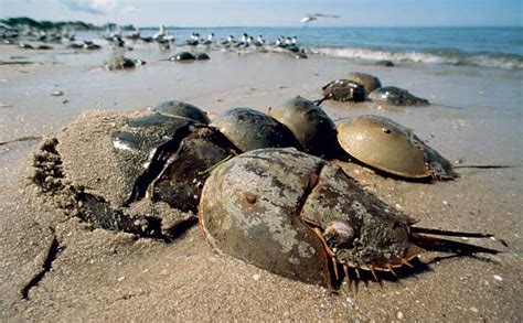 Living Fossils Long Live The Horseshoe Crab Science Illustrated
