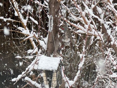 Northern Flicker Navigating A Snowy Day In Colorado Rbirding