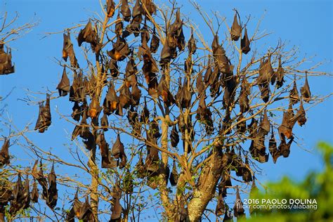 Giant Golden Crowned Flying Fox