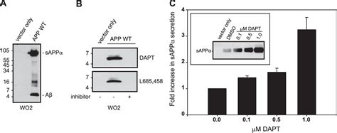 Figure 1 From Inhibition Of Cid 1 Secretase Causes Increased Secretion Of Amyloid Precursor