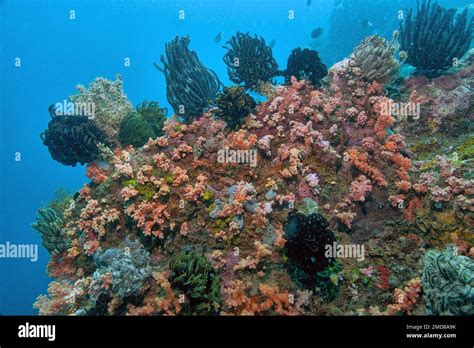 Coral Reef In South Pacific With Crinoids And Colorful Soft Corals