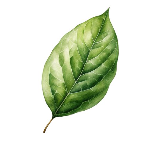 Natural Element Leaf Illustration Nature Spring Summer Png