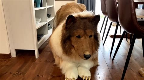 Un hombre en Japón gastó USD para cumplir su sueño de verse como un collie Infobae