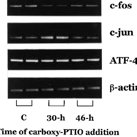 Lh Induced Expression Of Transcription Factor Genes C Fos C Jun And Download Scientific
