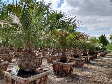 Jubaea Chilensis Palms Plants Seeds Wanted Palmtalk