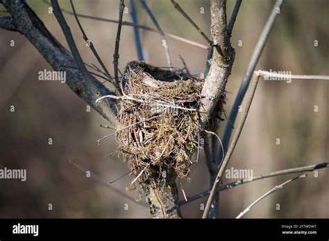 Empty Bird Nest Tree Branches Hi Res Stock Photography And Images Alamy