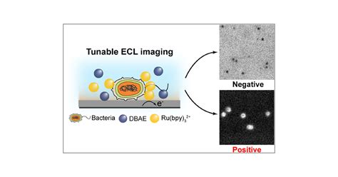 Imaging Of Single Bacteria With Electrochemiluminescence Microscopy