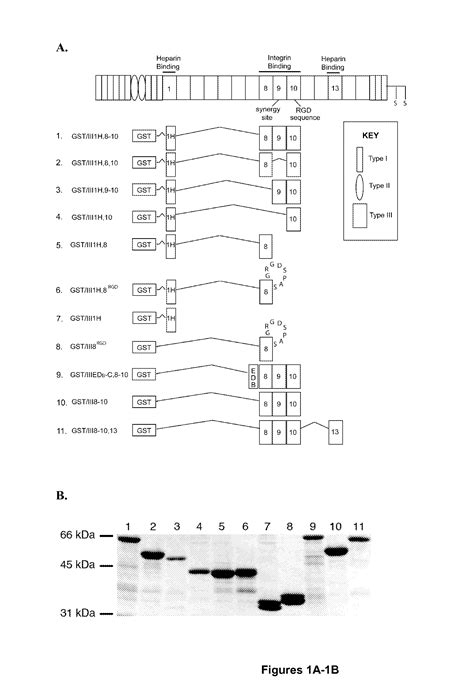 Chimeric Fibronectin Matrix Mimetics And Uses Thereof Eureka Patsnap