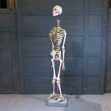 Full Size Adam Rouilly Resin Training Skeleton On Stand Sold Antique Church Furnishings