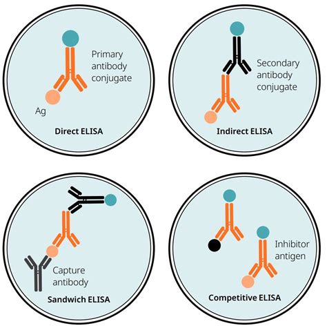 Types Of Elisa Abcam