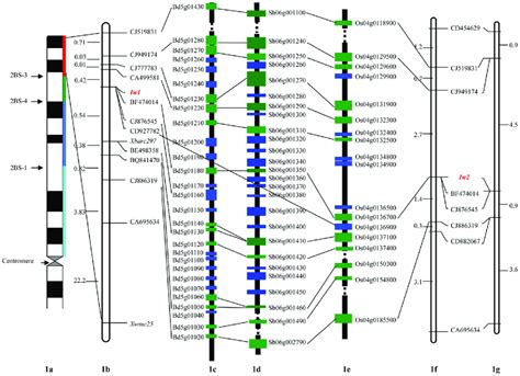 Genetic Linkage Diagram
