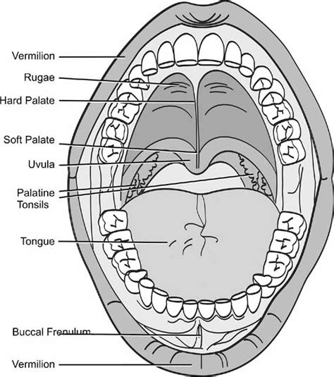 Anatomy Of Inside Mouth At Frank Dugas Blog