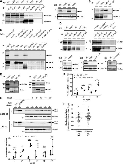 Tetraspanin Cd81 Is Part Of The Jam A Cd9 αvβ5 Integrin Complex And Download Scientific