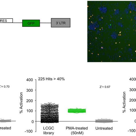 High Throughput Screening Of Compounds To Identify Hiv 1 Download