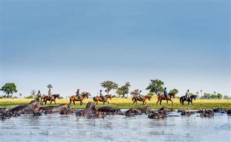 Botswana Safari Animals