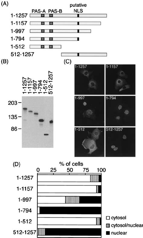 Subcellular Localization Of Truncated Rper2 Mutants In Cos 1 Cells A
