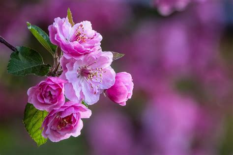 цветущая ветка цветы весна цветение цвет · бесплатная фотография от Photomonstr картинки и