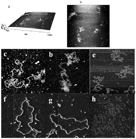 Atomic Force Microscope Liquid Phase Imaging Method Eureka Patsnap