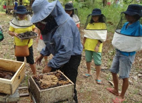 Stingless Bee Farming Gaining Ground The Manila Times