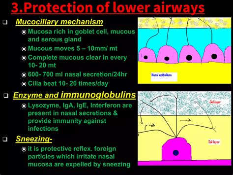 Physiology Of The Nose Pptx
