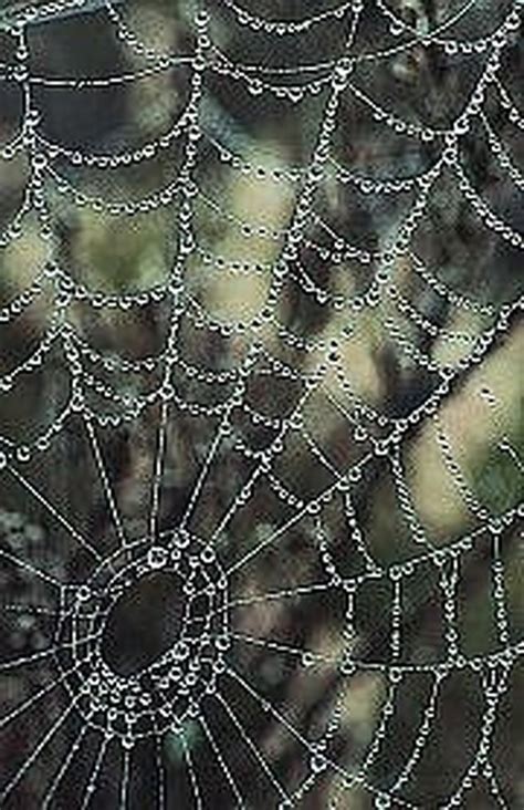 How To Keep Spiders Away The Organic Way Hunker