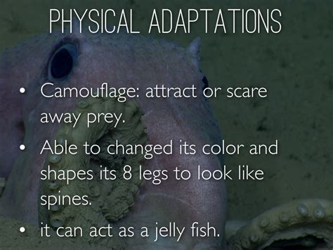 Octopus Adaptations