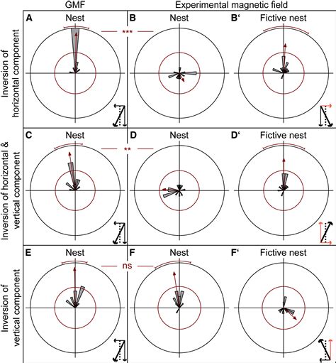 Cataglyphis Ants Have A Polarity Sensitive Magnetic Compass Current