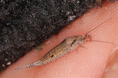 Microcoryphia Bristletails Bugguidenet