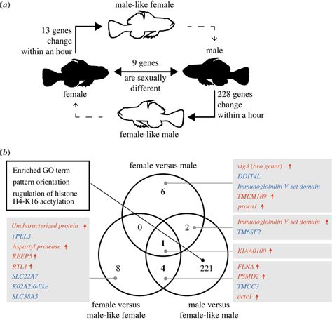 Degs Detected By Pairwise Comparisons A Schematic Illustration And Download Scientific