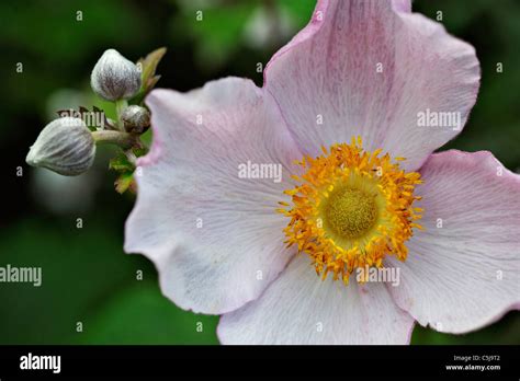 Japanese Anemone Flower Hi Res Stock Photography And Images Alamy