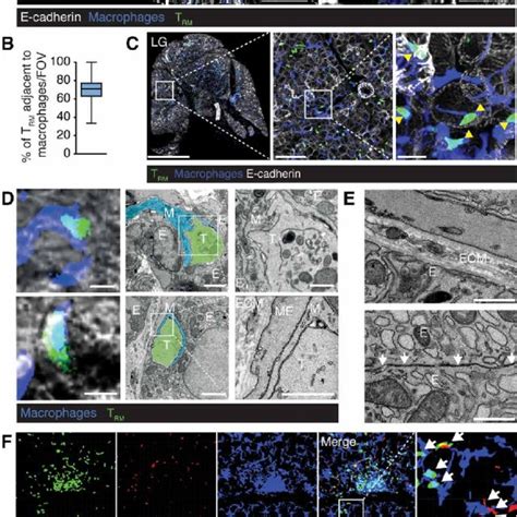 Abstraction Of Processor Core Microarchitecture Download Scientific Diagram