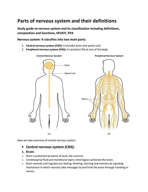 Solution Parts Of Nervous System And Their Definitions Studypool